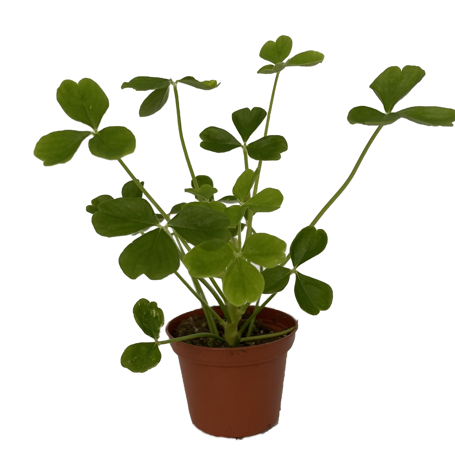 Giant Shamrock - Live Tree Oxalis Plant for Outdoors - 2.5" Pot - Walmart.com