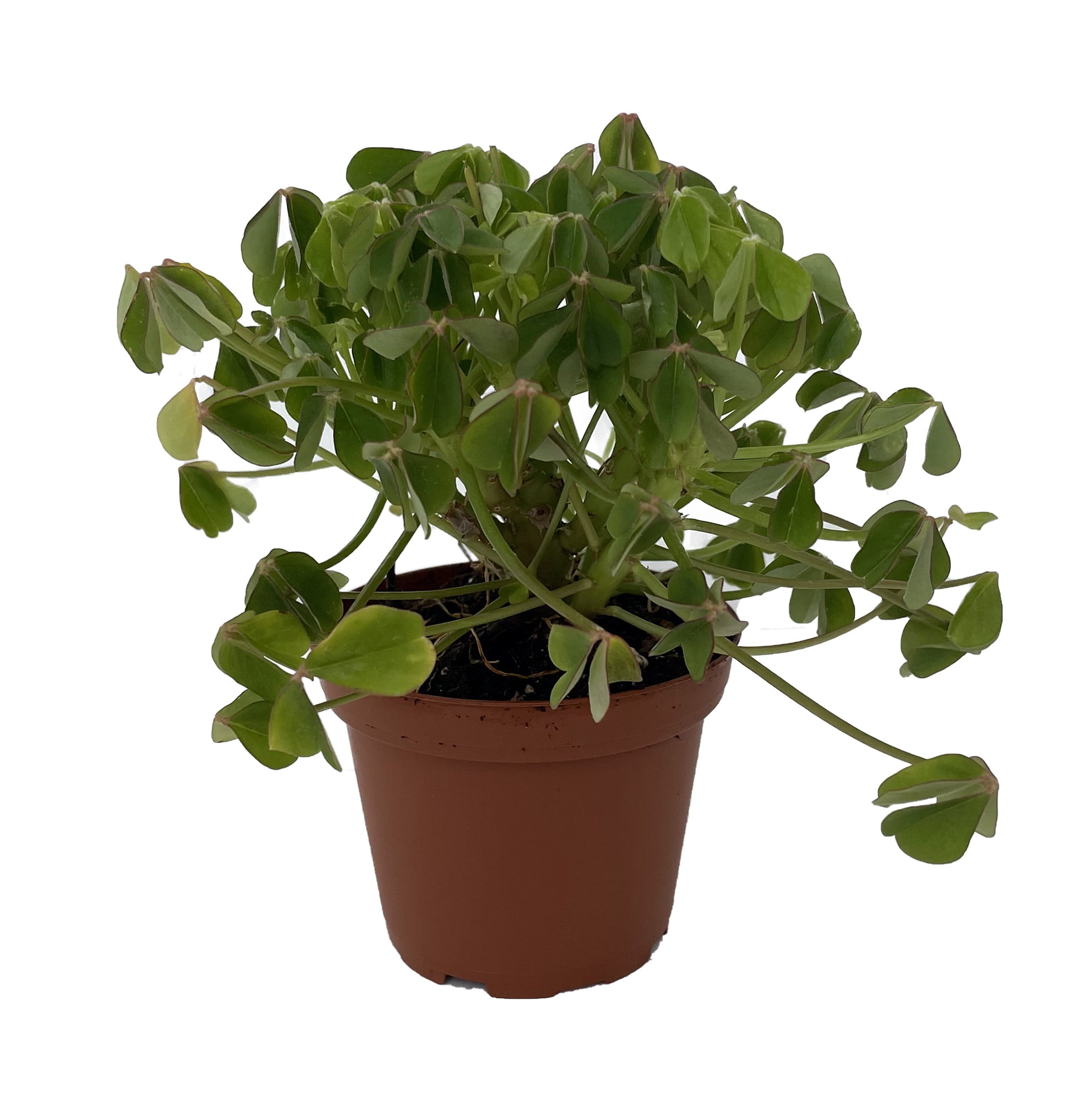 Giant Shamrock Live Outdoor Flower - Tree Oxalis in 3.7" Pot - Walmart.com