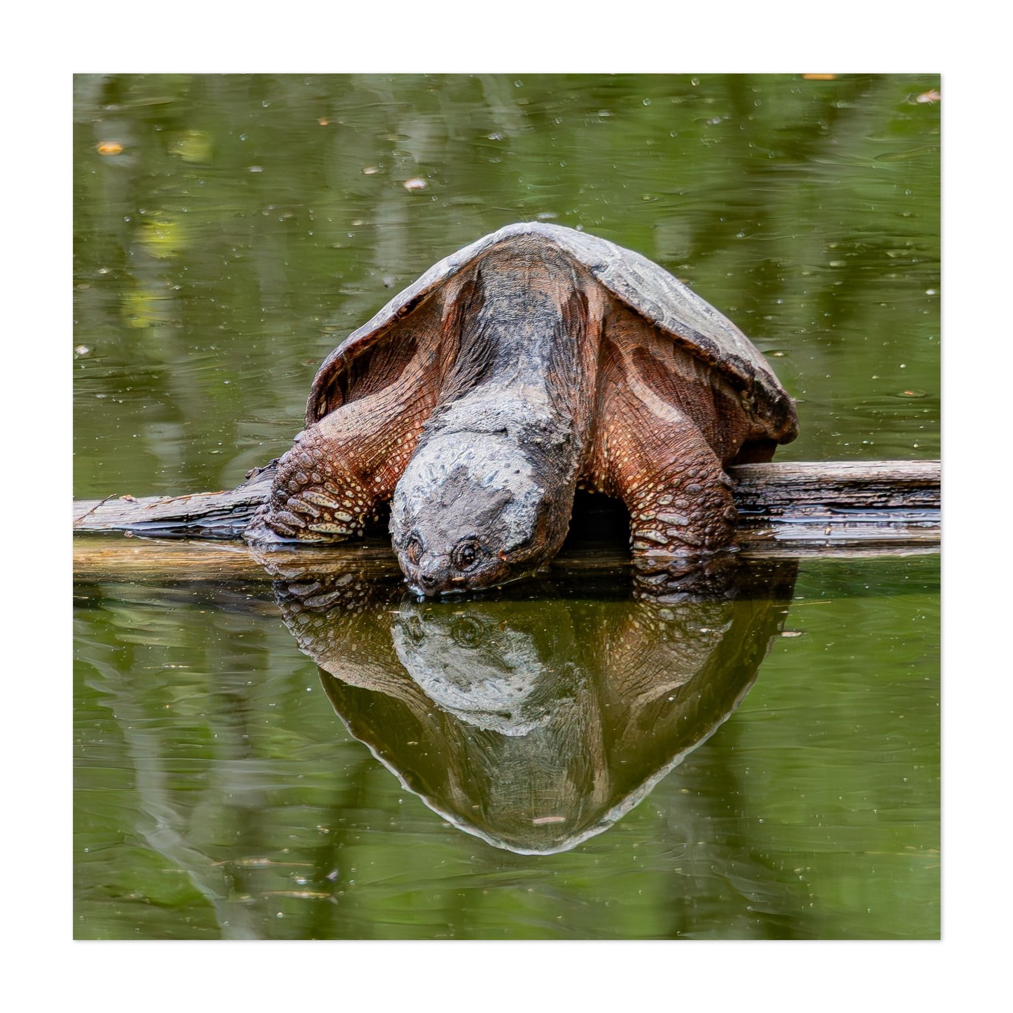 Giant Snapping Turtle on a Log in Pennsylvania - Pennsylvania ...