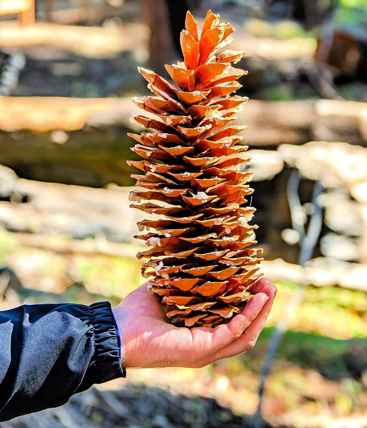 Giant Sugar Pine Cones - Biggest Pine Cones, Great for Seasonal ...