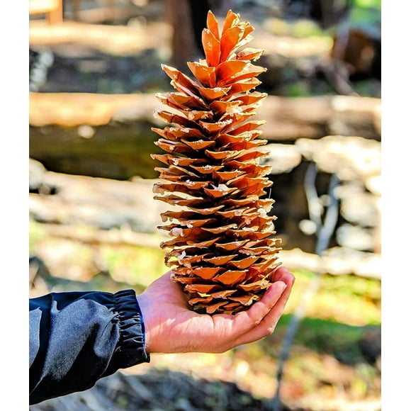 Giant Pinecones