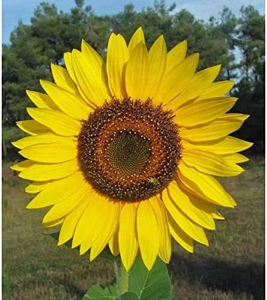 Giant Sunflower Seeds for Planting | 50 Seed Packet | Huge Wide Flowers ...
