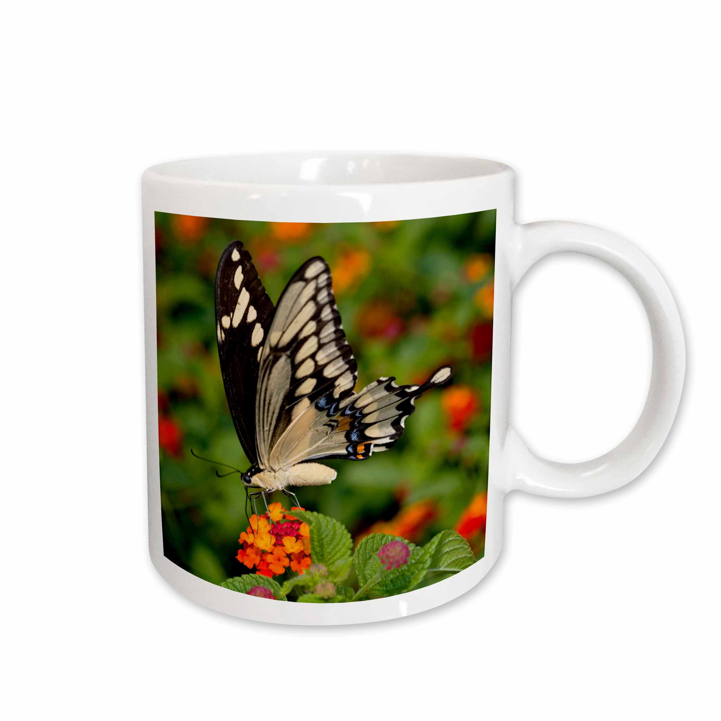 Giant Swallowtail on Red Spread Lantana, Marion, Illinois, USA. 15oz ...