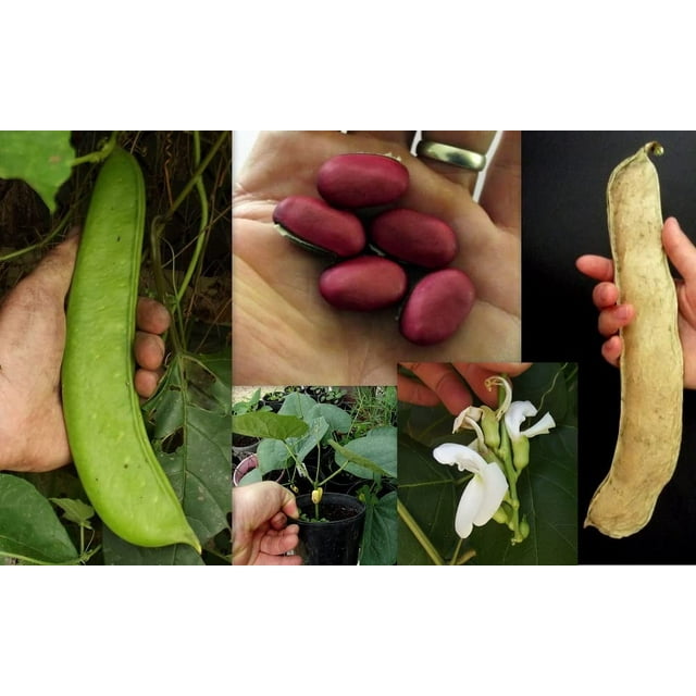 Giant Sword Jackbean - 4 Seeds to Grow - Canavalia gladiata - Huge ...