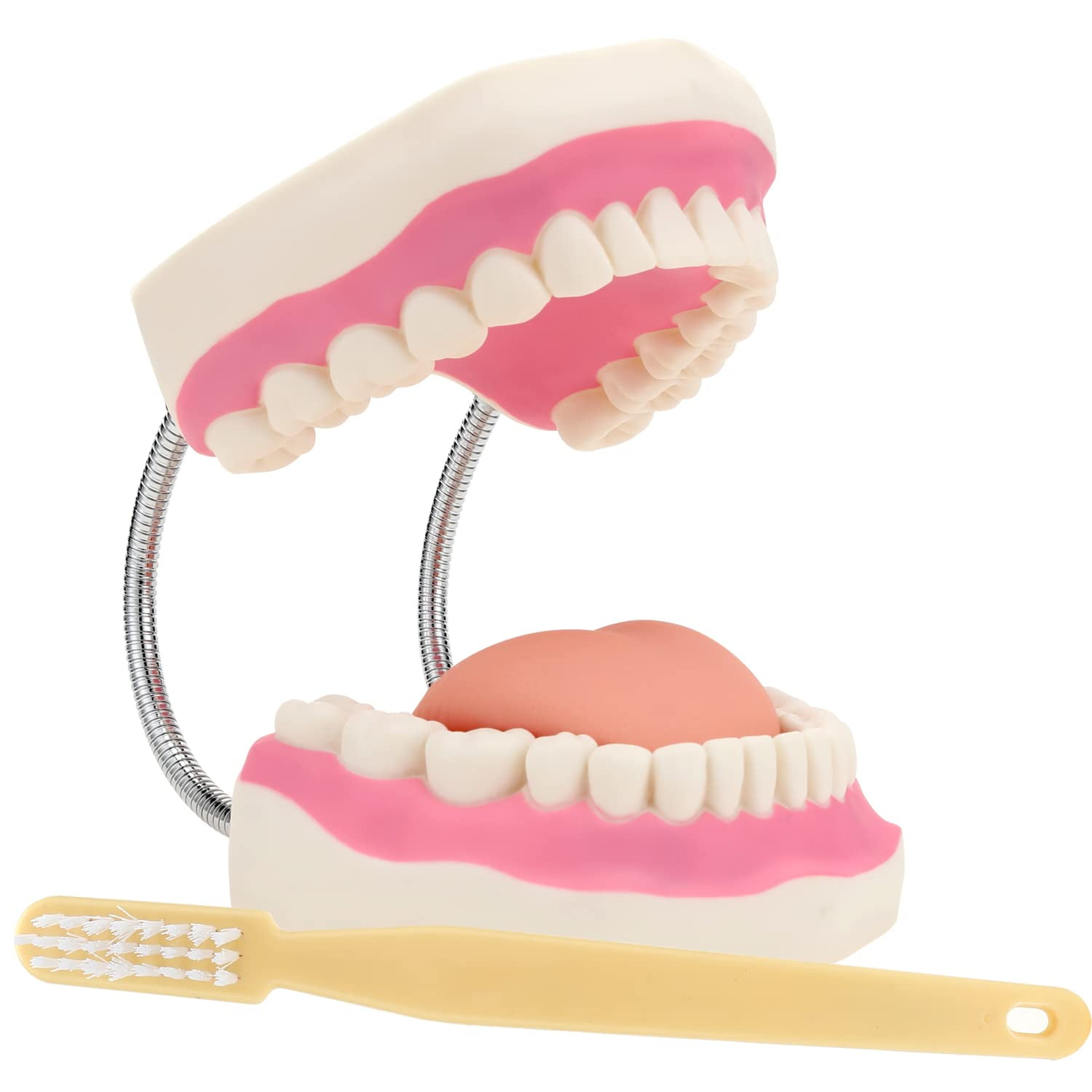 Giant Teeth Dental Demonstration Model with Toothbrush, Enlarged 6 ...