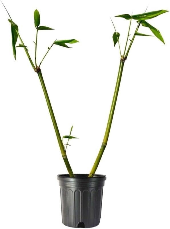 Giant Timber Bamboo Live Plant Bambusa Oldhamii Beautiful Non-Invasive ...