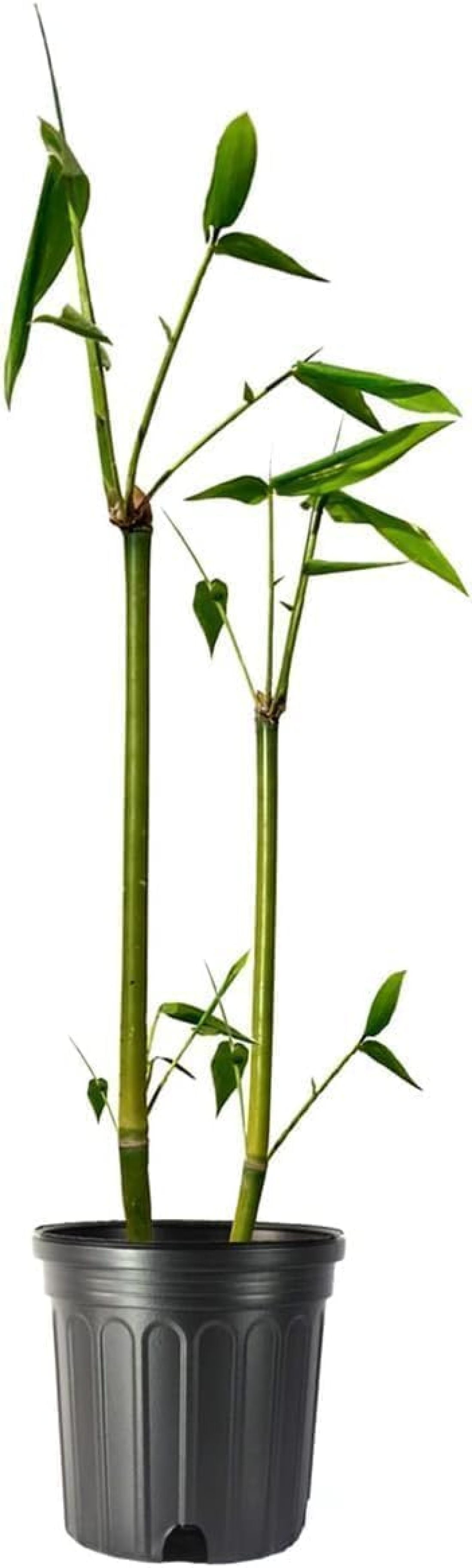 Giant Timber Bamboo | Live Plant | Bambusa Oldhamii | Beautiful Non ...