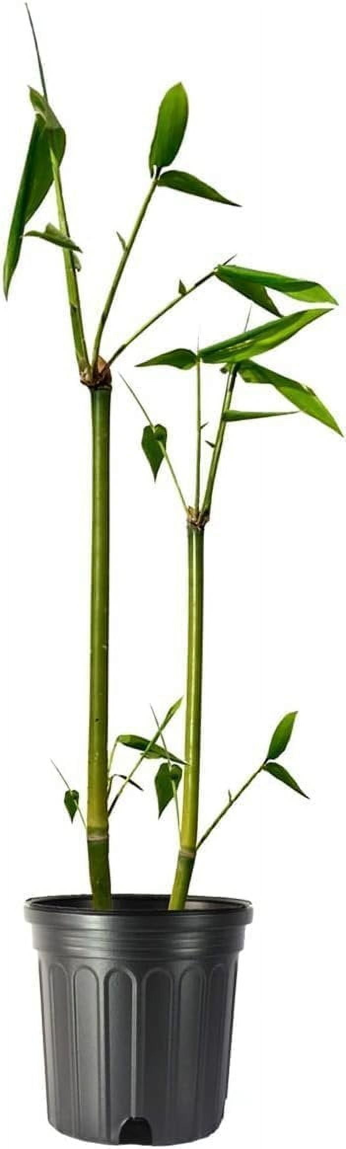 Florida Foliage, Giant Timber Bamboo Live Plant, Bambusa Oldhamii, Tall ...