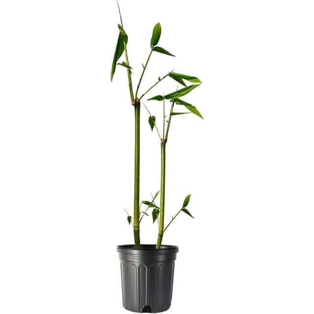 Giant Timber Bamboo Live Plant Bambusa Oldhamii Beautiful Non-Invasive ...