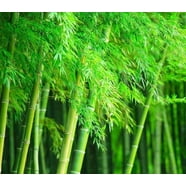 Giant Bamboo Seeds for Planting 100+ Seeds Grow Giant Bamboo Privacy ...