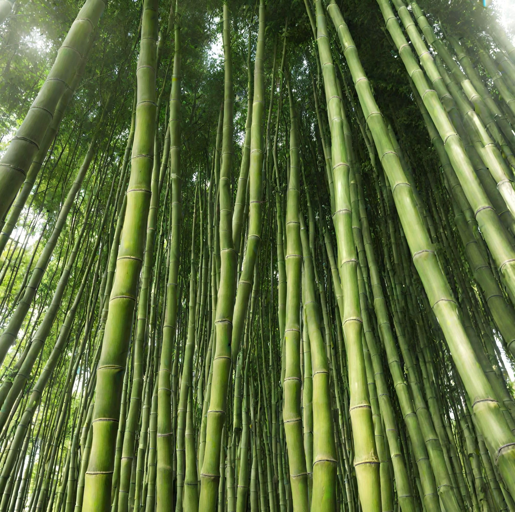 Giant Timber BambooUMRT Seeds for Planting Exotic and Fast Growing ...