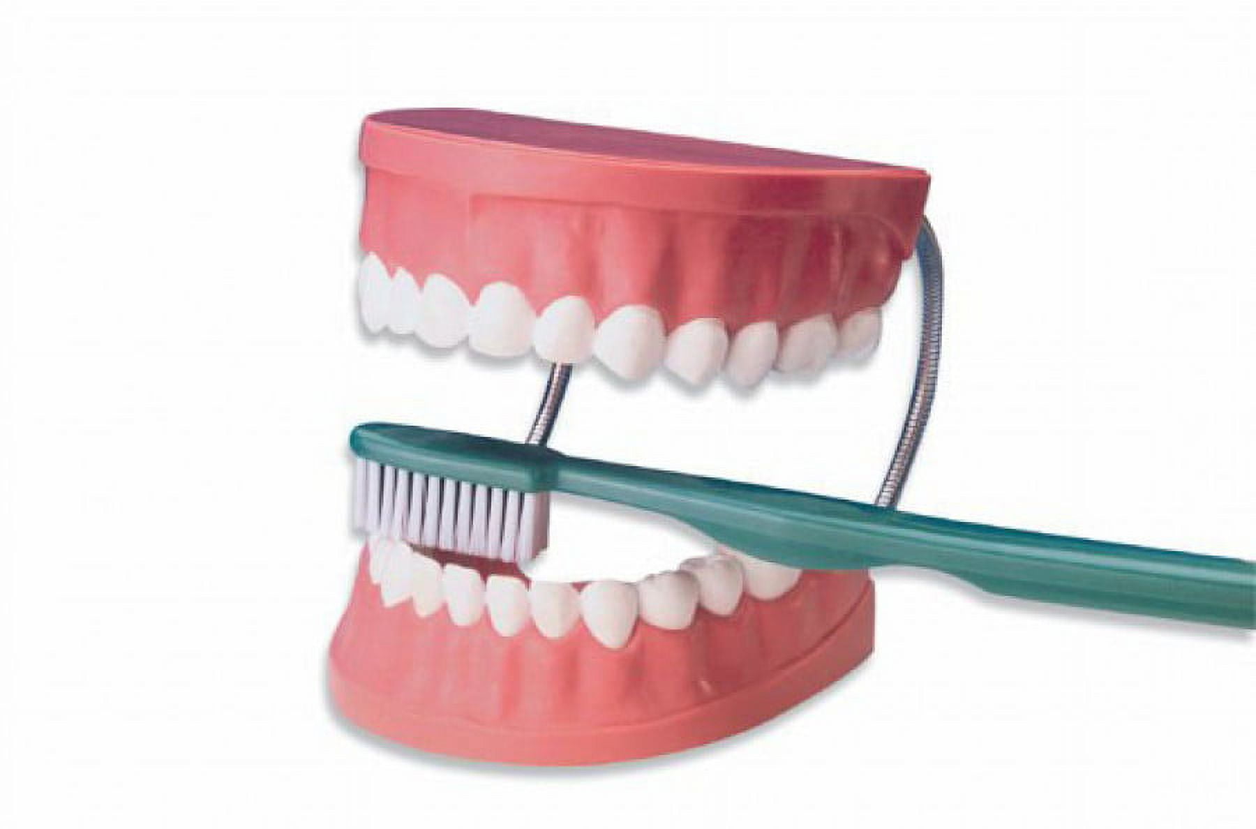 Giant Tooth Brushing Model - Walmart.com