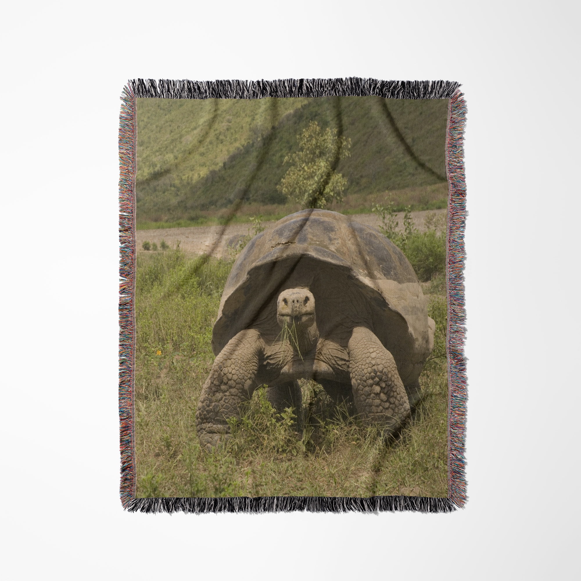 Giant Tortoise, Alcedo Volcano, Galapagos Islands - Sa07 Pox0686 - Pete ...