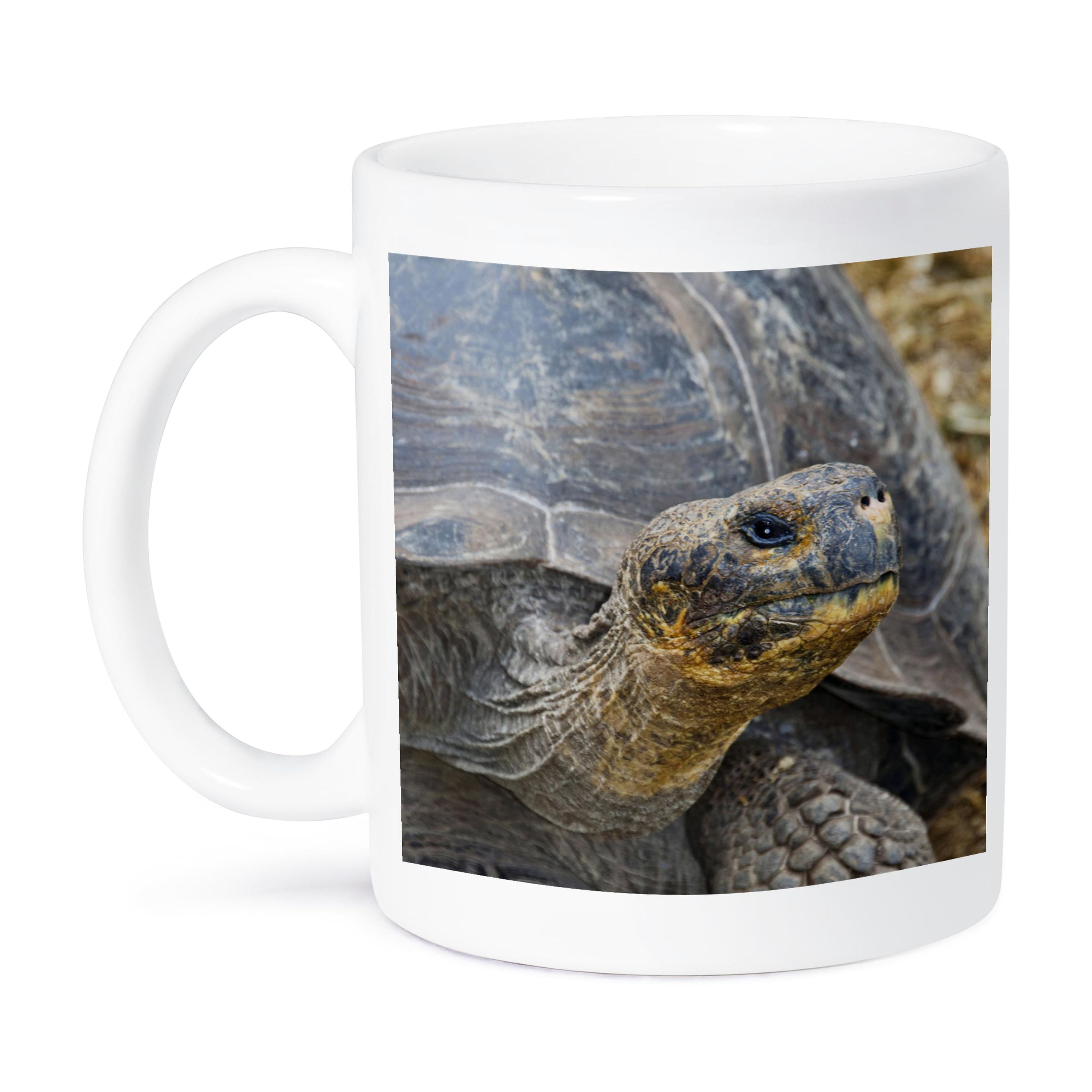 Giant Tortoises And Shells, Galapagos, Ecuador - Sa07 Bba0017 - Bill ...