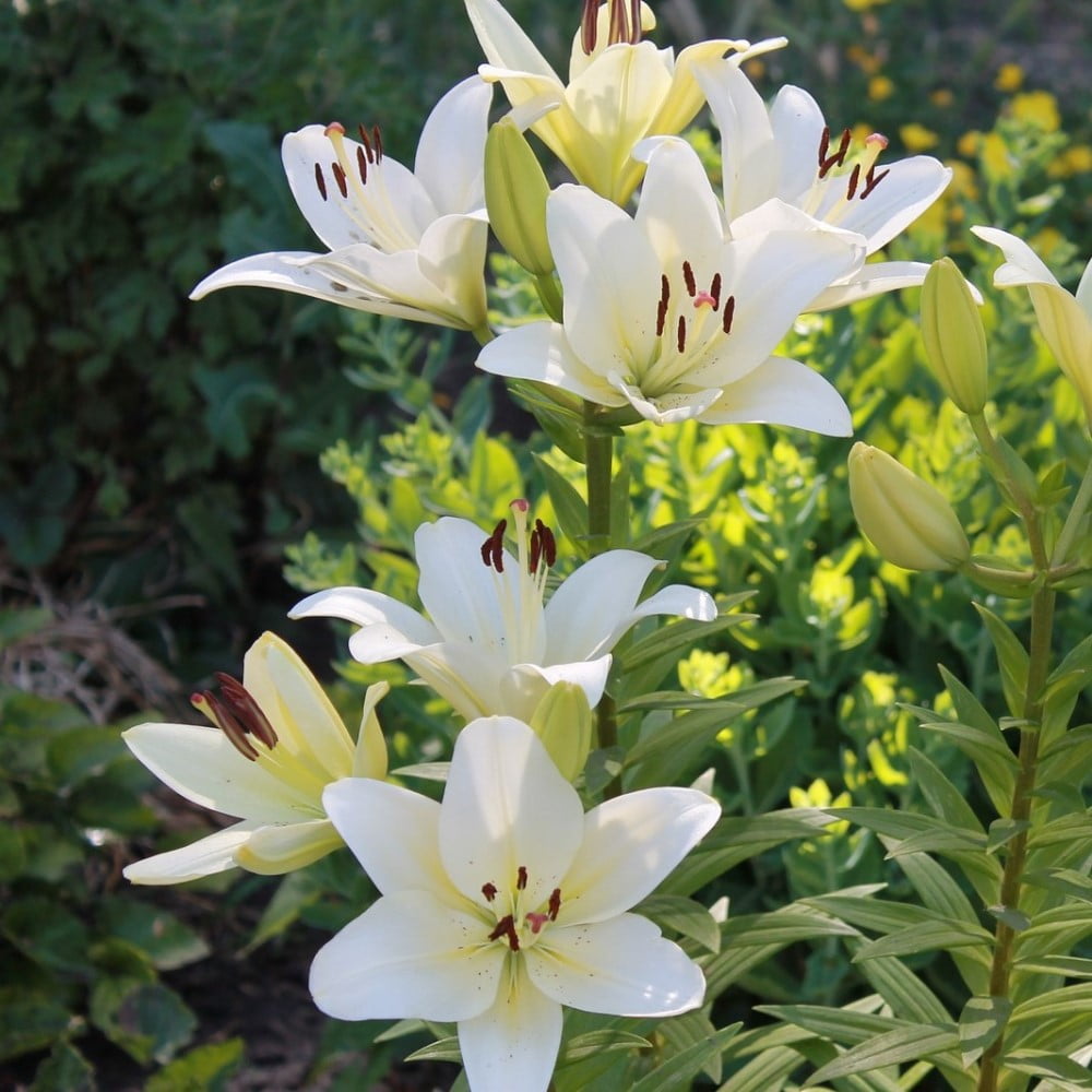 Giant Tree Lily "Pretty Lady" Flowers - 3 Bulbs - Attracts Butterflies ...
