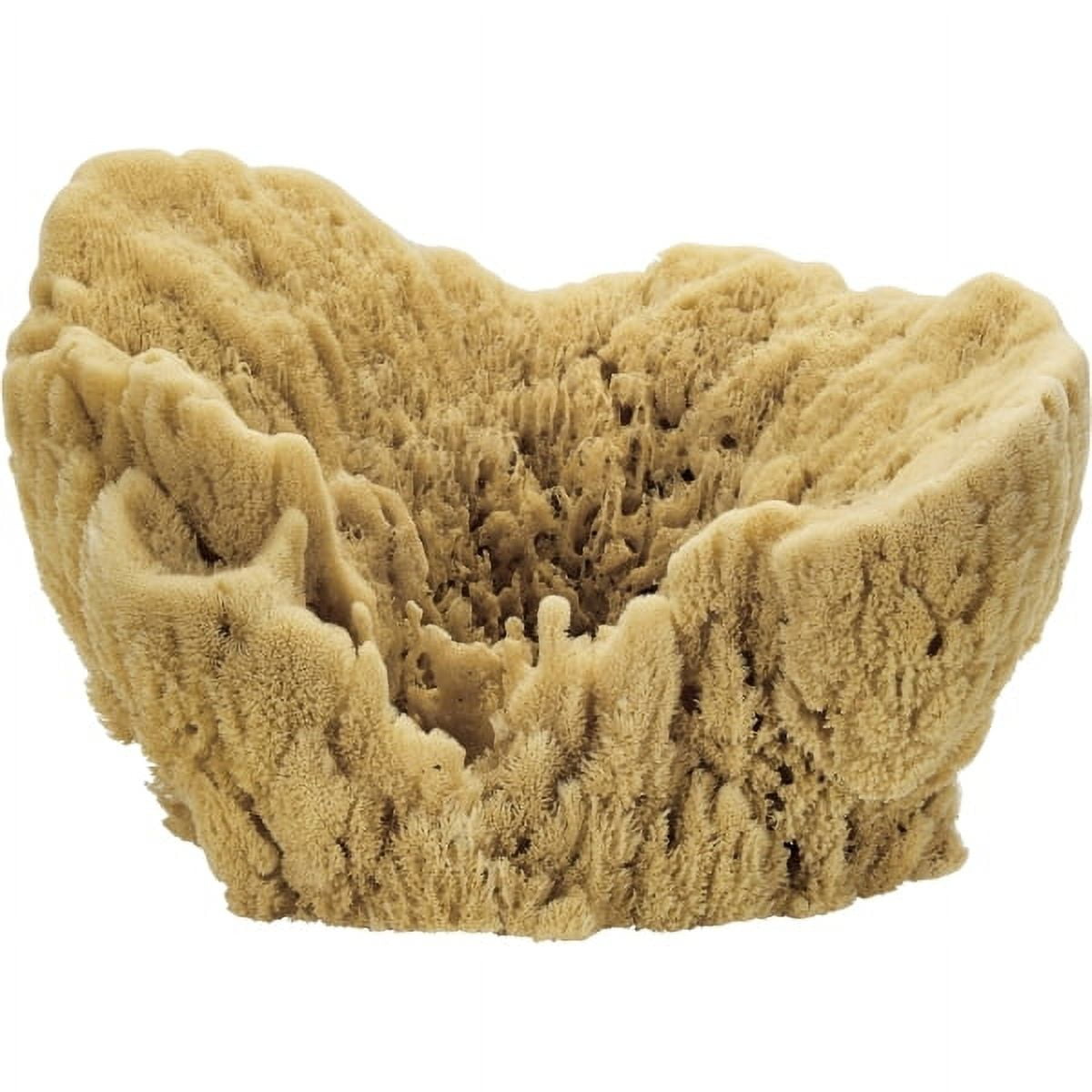 Giant Vase Natural Sponge 13-14" - Walmart.com