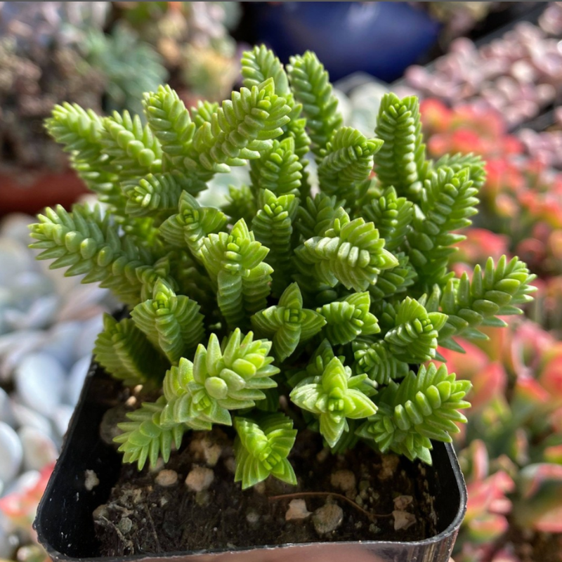 Giant Watch Chain, Princess Pine, Live Potted Succulent in 4" Pot ...