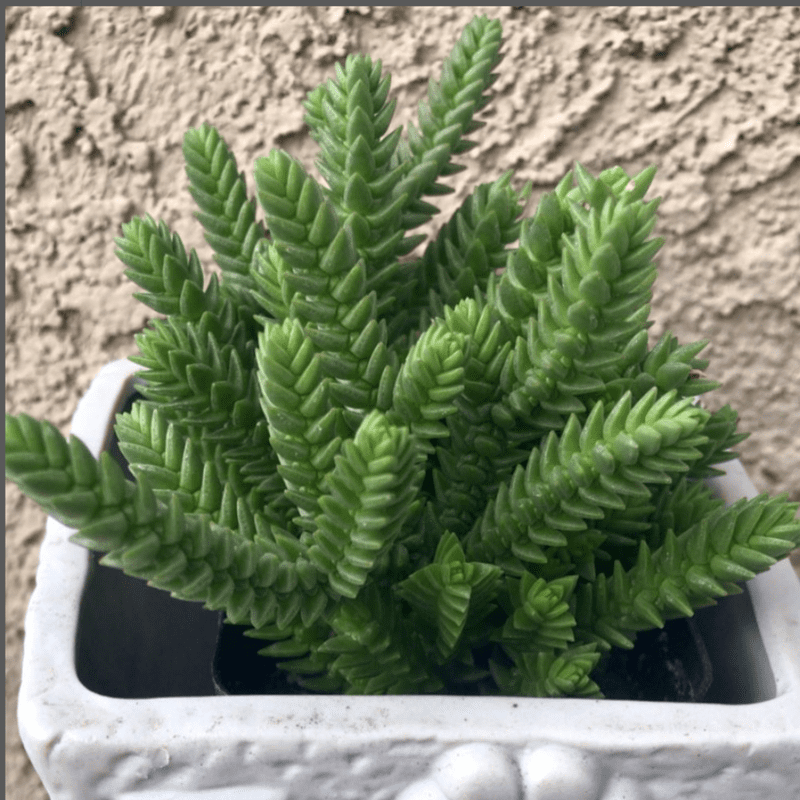Giant Watch Chain, Princess Pine, Live Potted Succulent in Bare Root ...