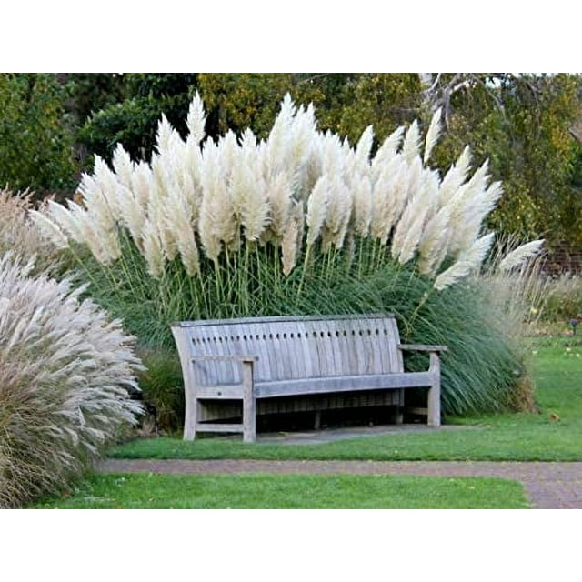 Giant White Pampas Grass Seeds - 1,000 Perennial Seeds, Ornamental or ...