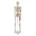 Giaone 17 Inch Mini Human Skeleton Anatomy Model Science Classroom Body ...