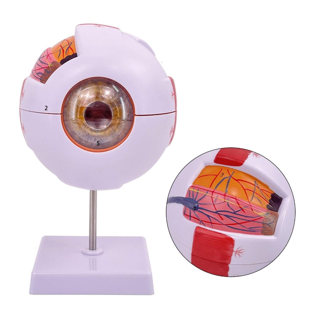 Giaone Eyeball Anatomy Model Organs Teaching Prop, Human Eye Anatomy ...