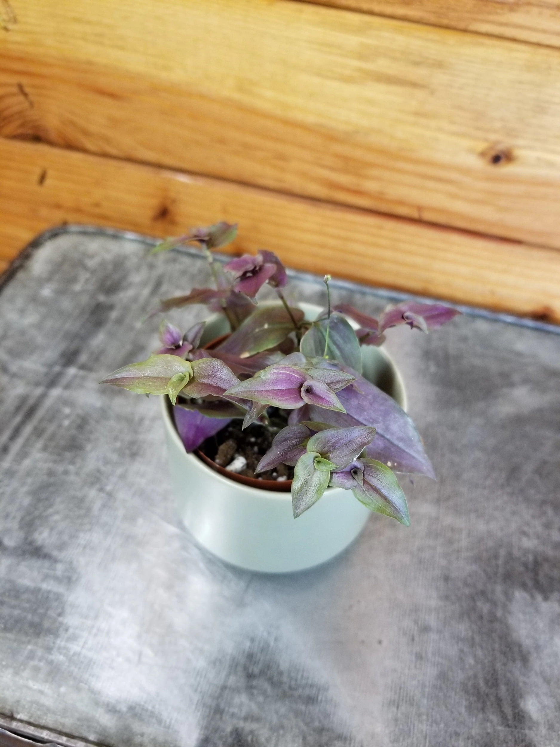 Gibasis Tahitian Purple Bridal Veil, 2" Plant, The Plant Farm - Walmart.com