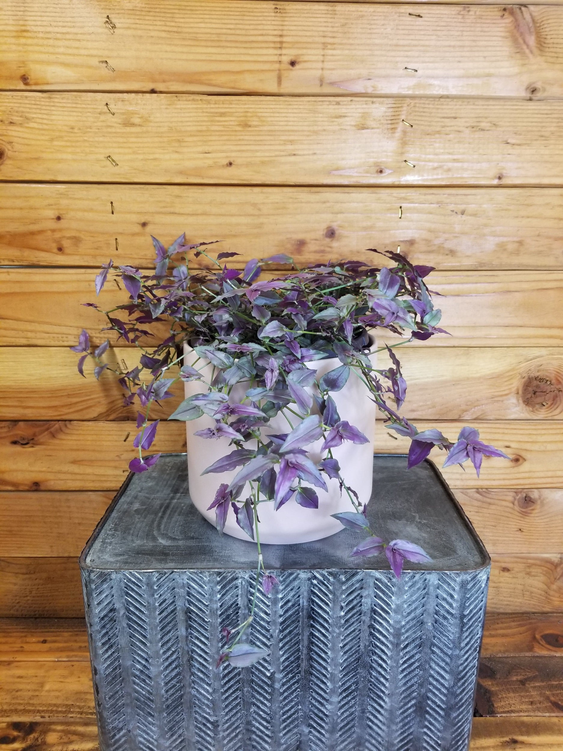 Gibasis Tahitian Purple Bridal Veil, 6" Plant, The Plant Farm - Walmart.com