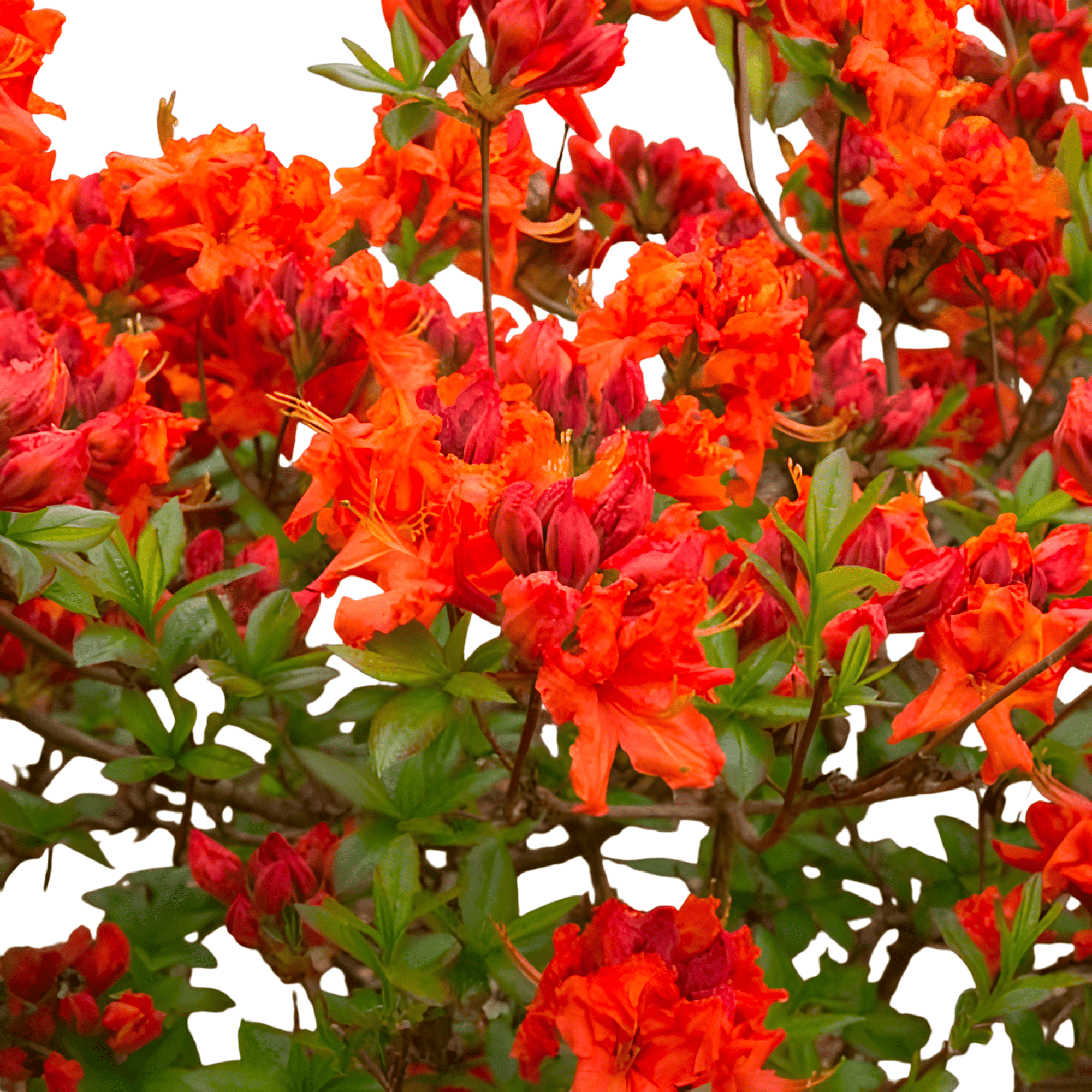 Gibraltar Azalea Shrubs – Set of 2, 2 Gallon Potted Deciduous Flowering ...