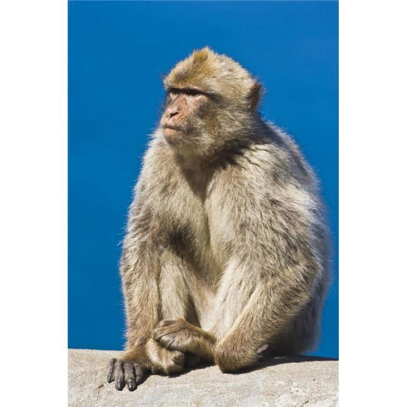 Gibraltar Barbary Macaque Macaca Sylvanus Poster Print - 12 x 18 ...