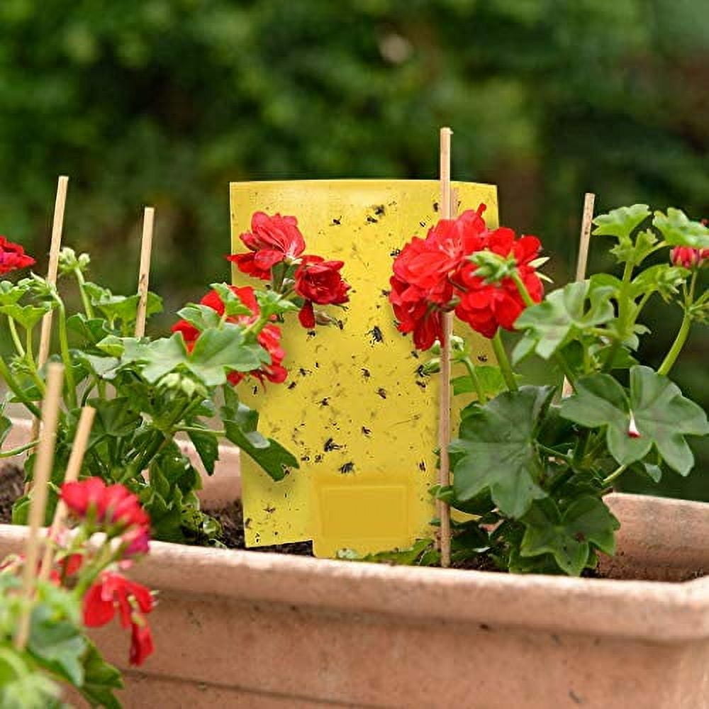 Gideal 50-Pack Dual-Sided Yellow Sticky Traps for Flying Plant Insect ...