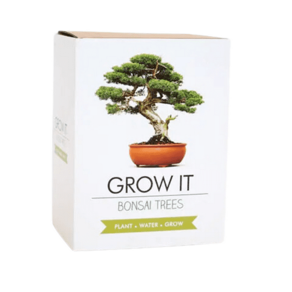Bonsai Trees in Indoor Plants - Walmart.com