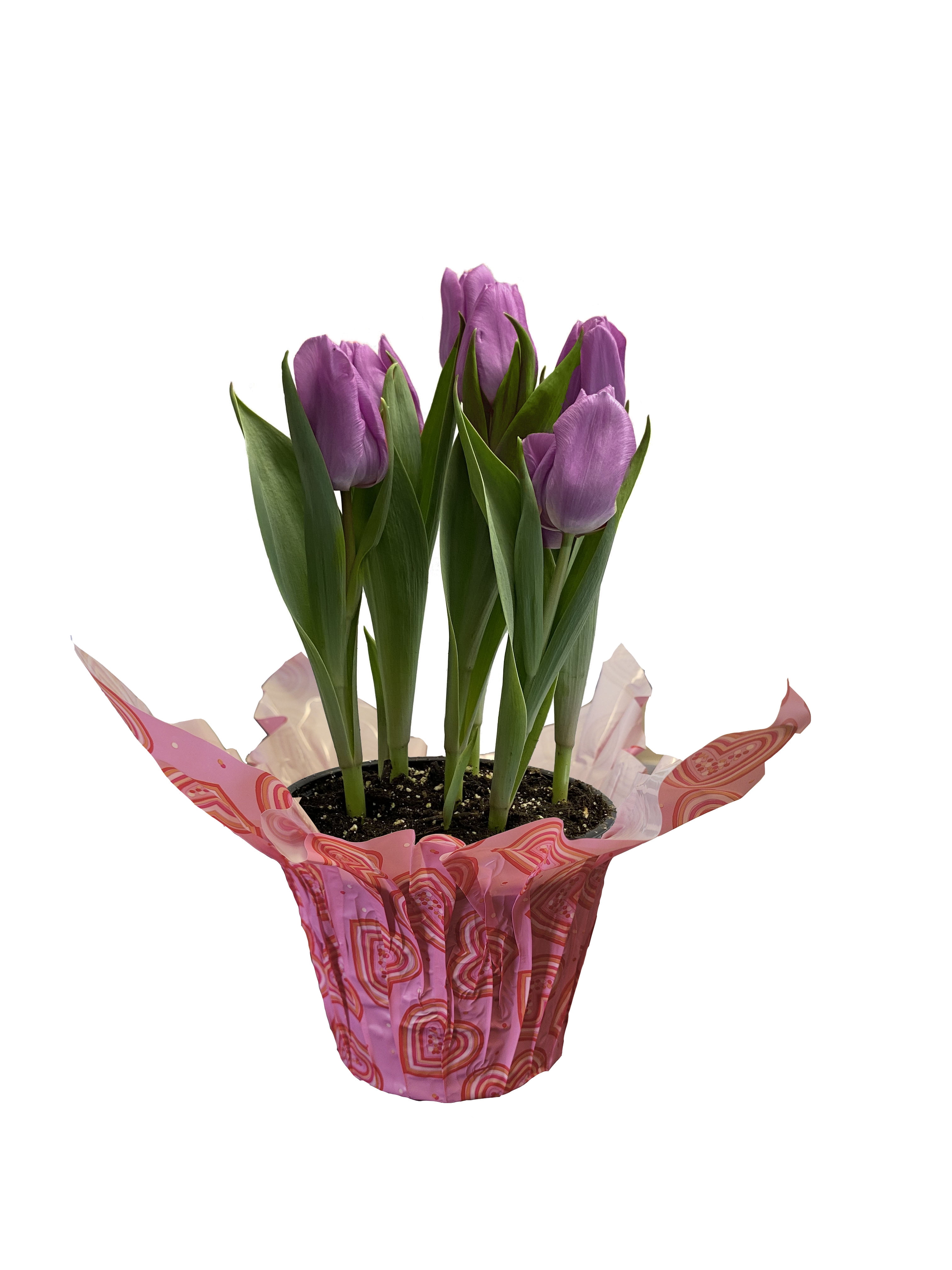Gift in Bloom 06 Val Tulip Purple - Walmart.com