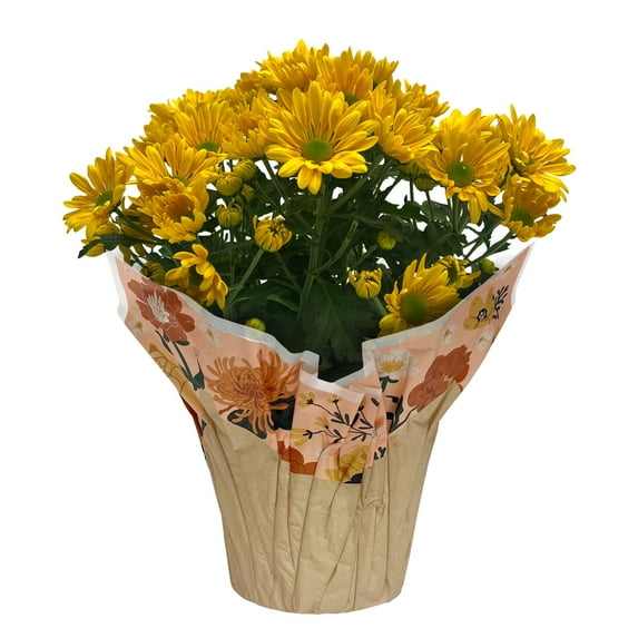 "Gift in Bloom 5"" Tricolor Fall Mum" - Walmart.com