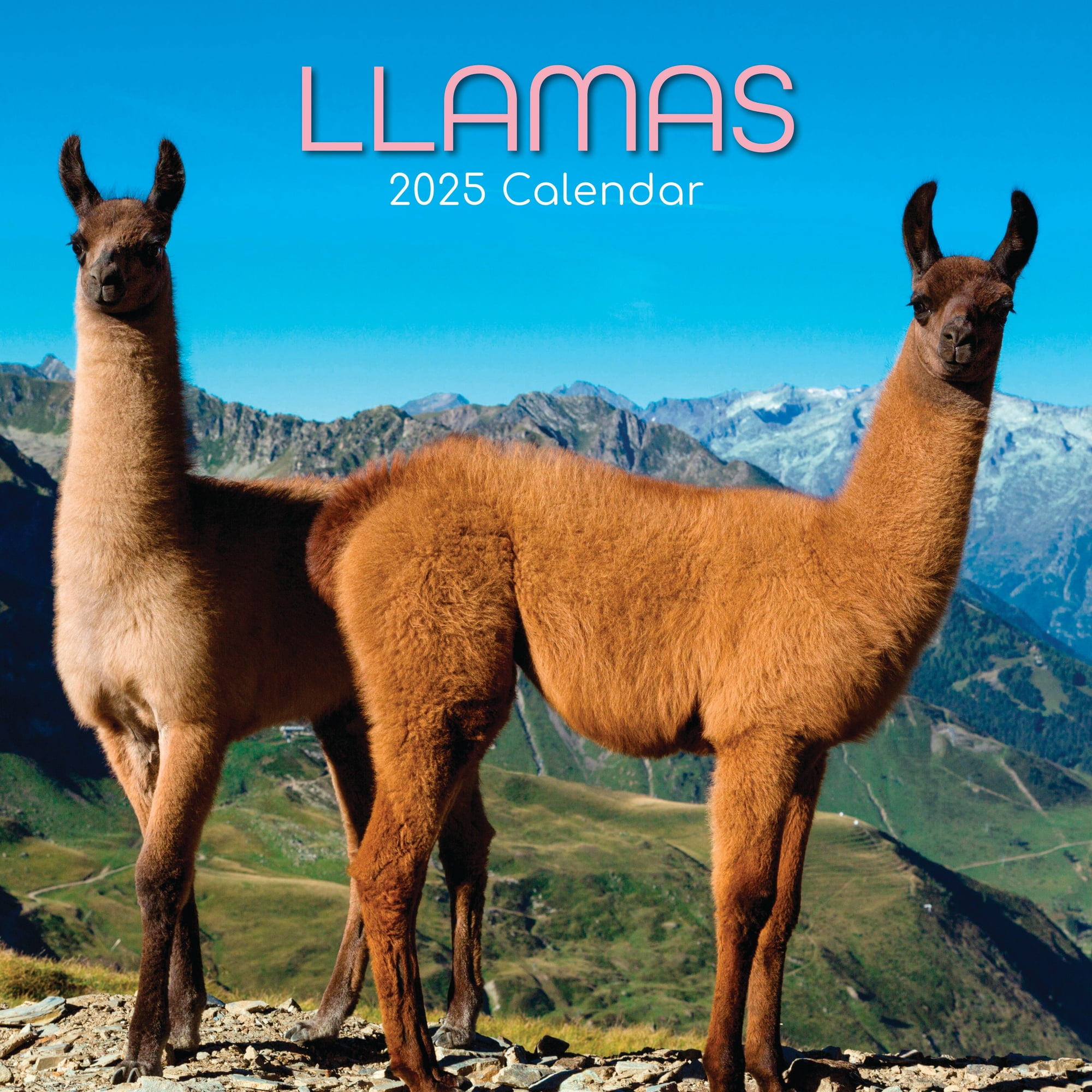 The Gifted Stationary 2025 Square Wall Calendar, Llamas, 16-Month ...