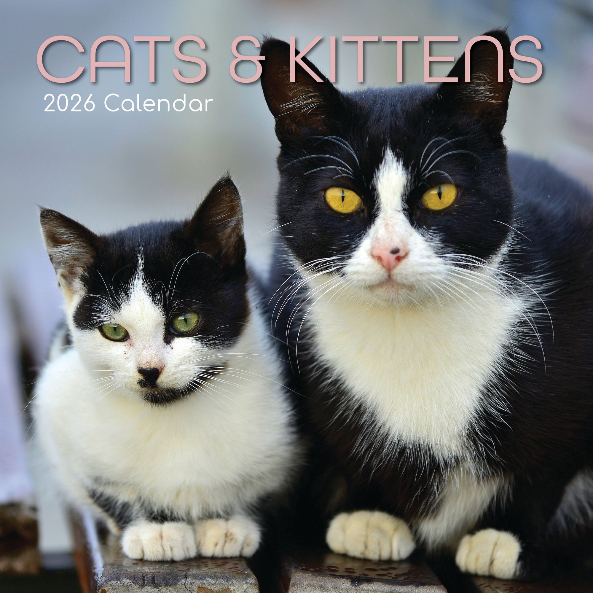 The Gifted Stationery 2026 Square Wall Planner - Cat & Kitten Calendar ...