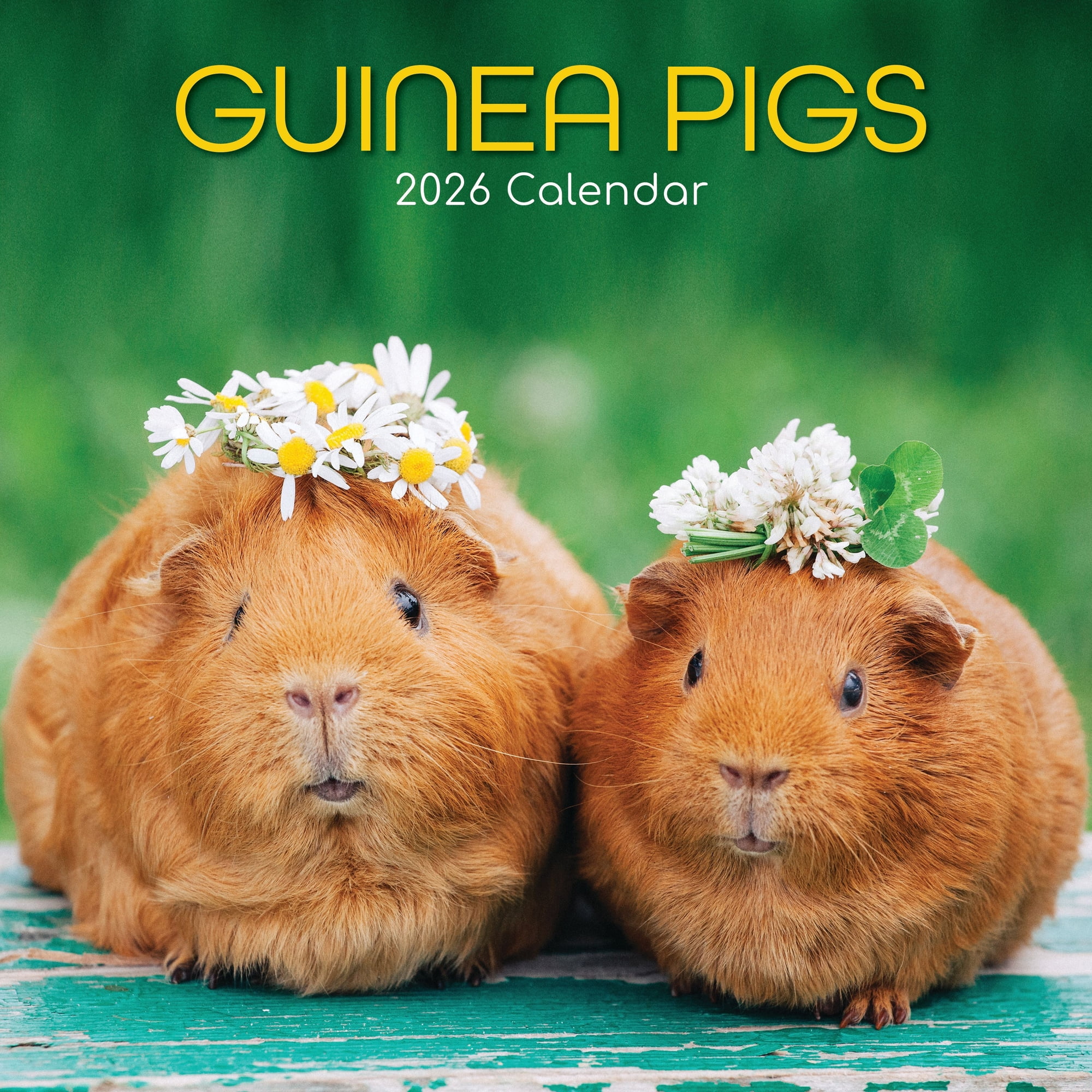The Gifted Stationary 2026 Square Wall Calendar, Guinea Pigs, 16-Month ...