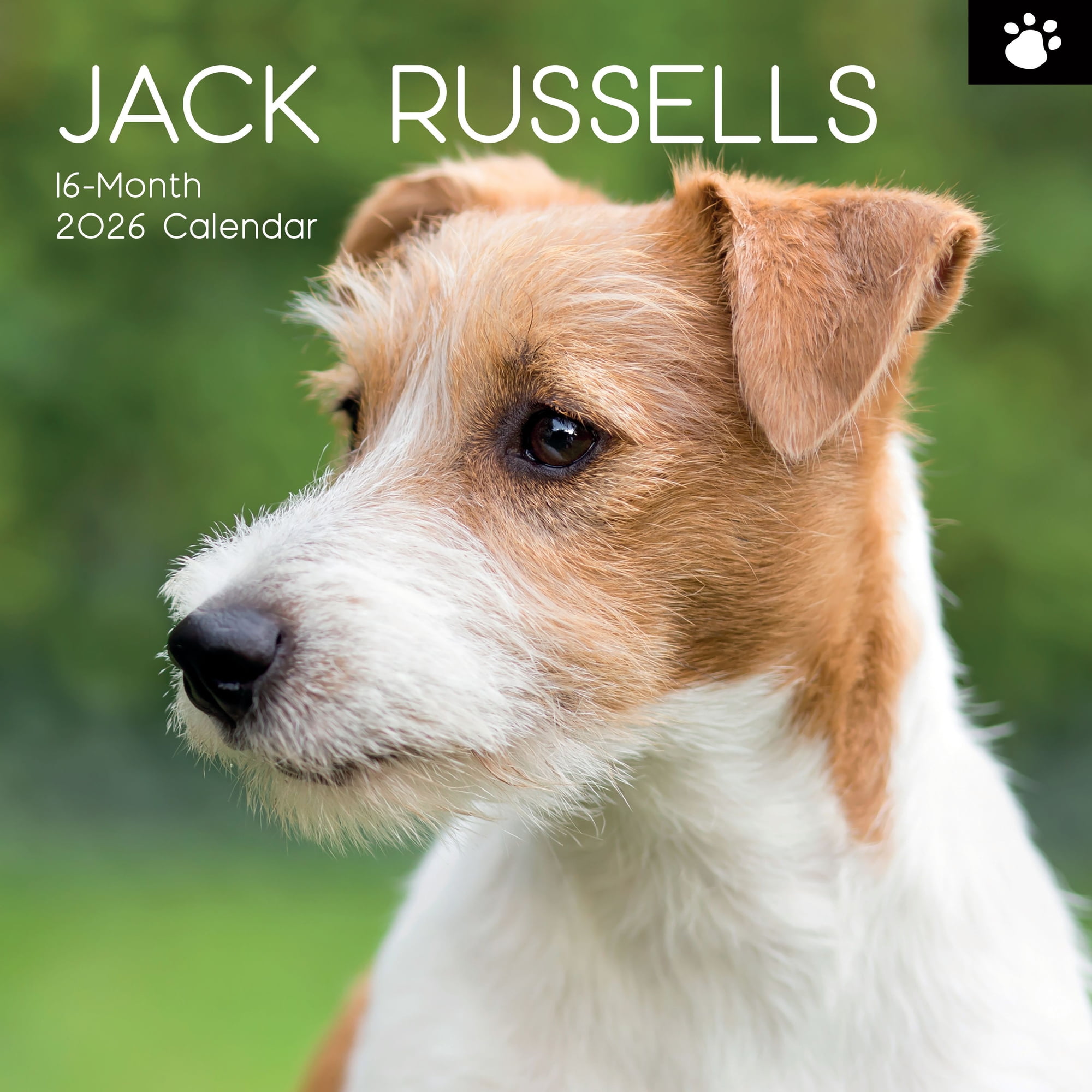 The Gifted Stationary 2026 Square Wall Calendar, Jack Russells, 16 ...
