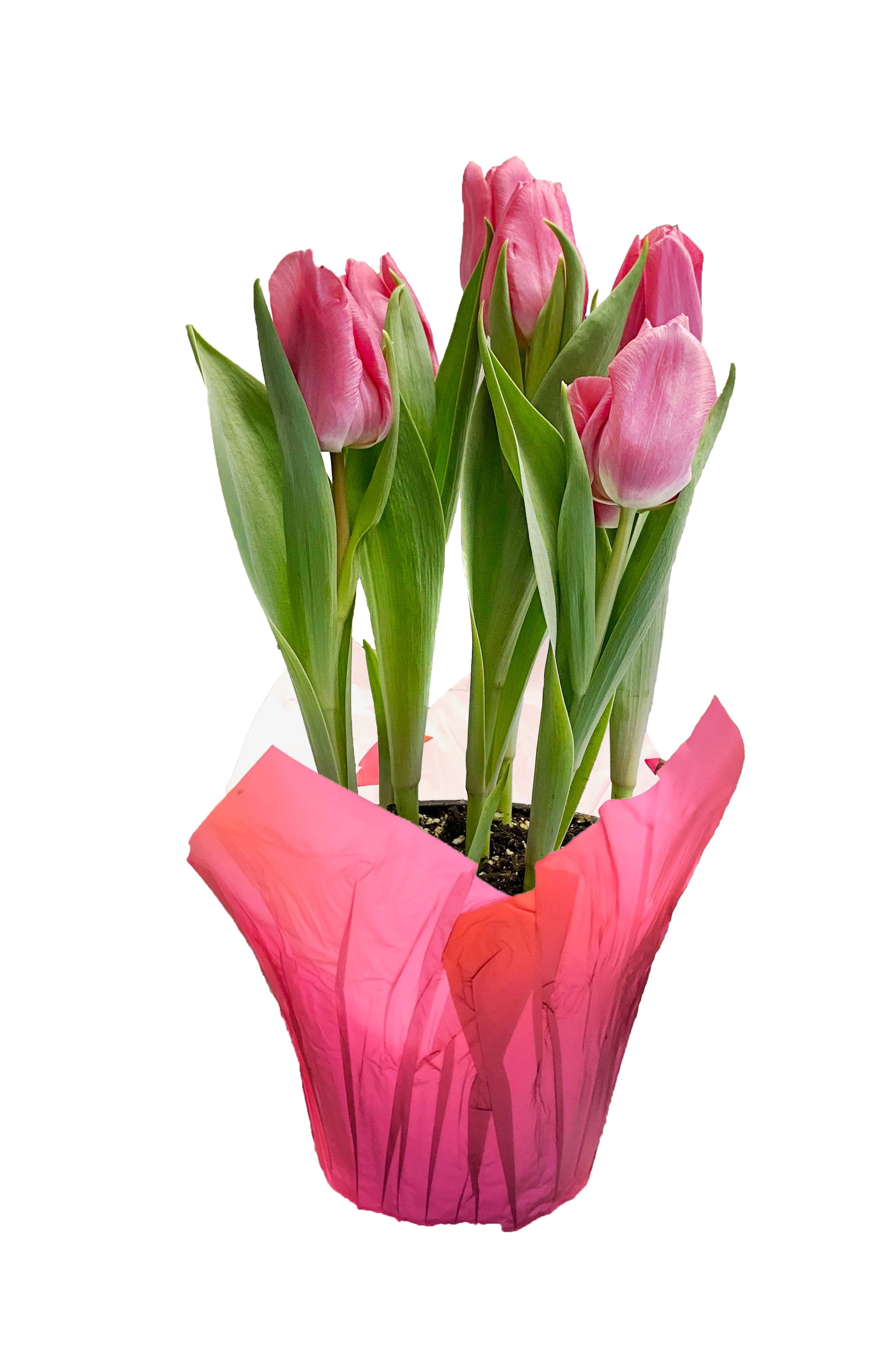 Gifts In Bloom 6-inch Pink Valentine's Day Tulip Live, Indoor Plant ...