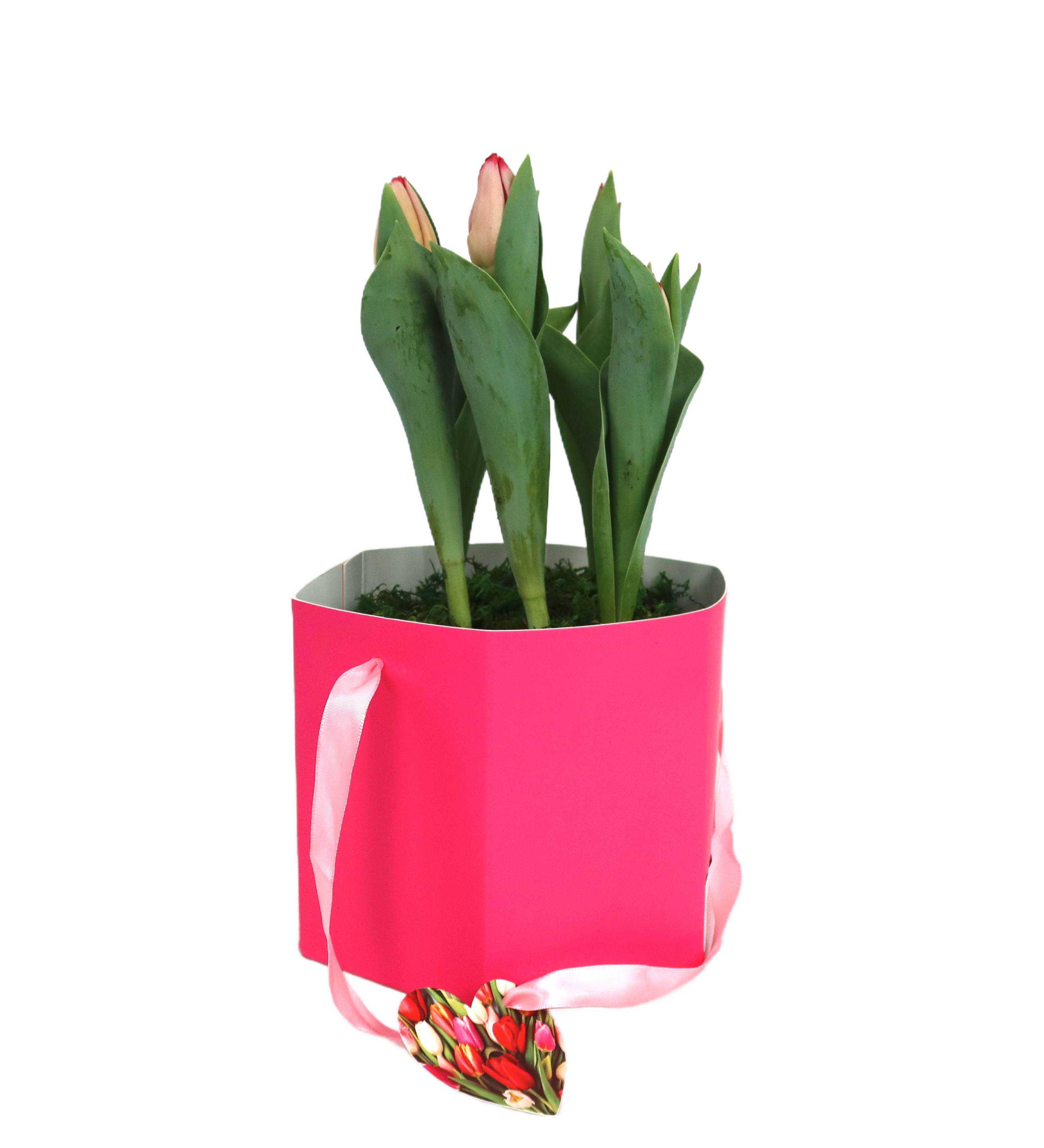 Gifts In Bloom 6IN Multicolor Tulip Garden Live Plant Indirect Sunlight ...