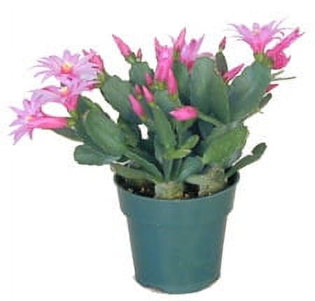 Gifts In Bloom Spring Cactus Live Plant in Decorative Pot - Walmart.com