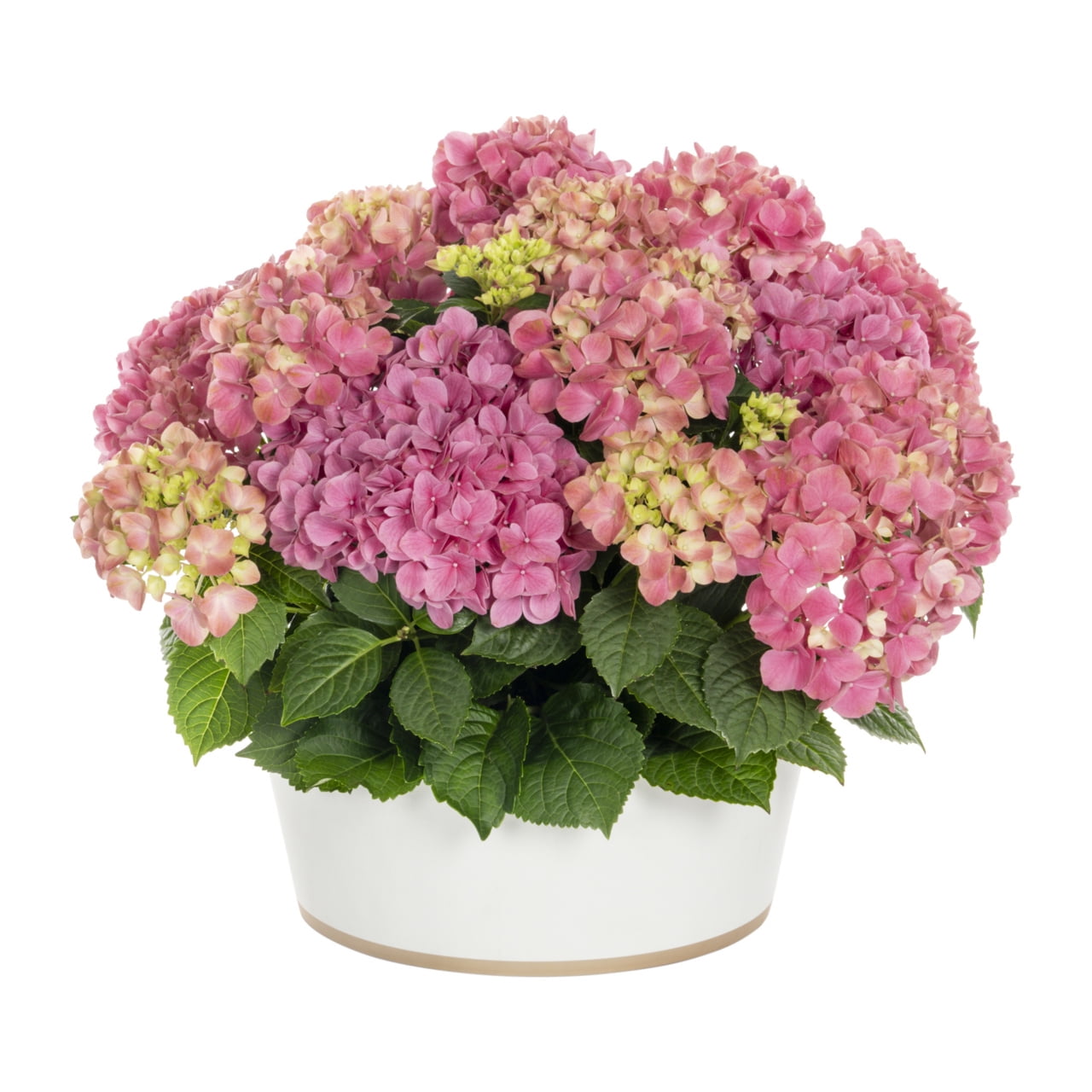 Gifts in Bloom 1Gal Pink Hydrangea Indoor Plant Decorative Bowl ...