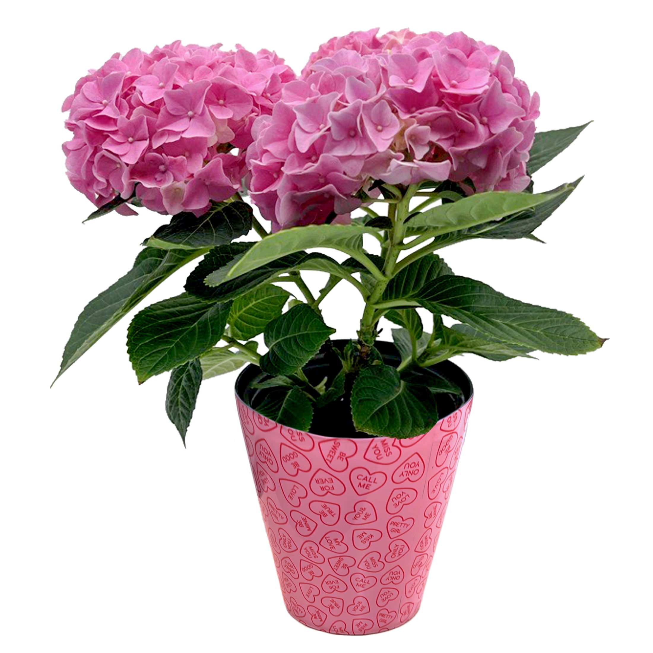 Gifts in Bloom 5-inch Pink Hydrangea Live Plant Indirect Sunlight with ...