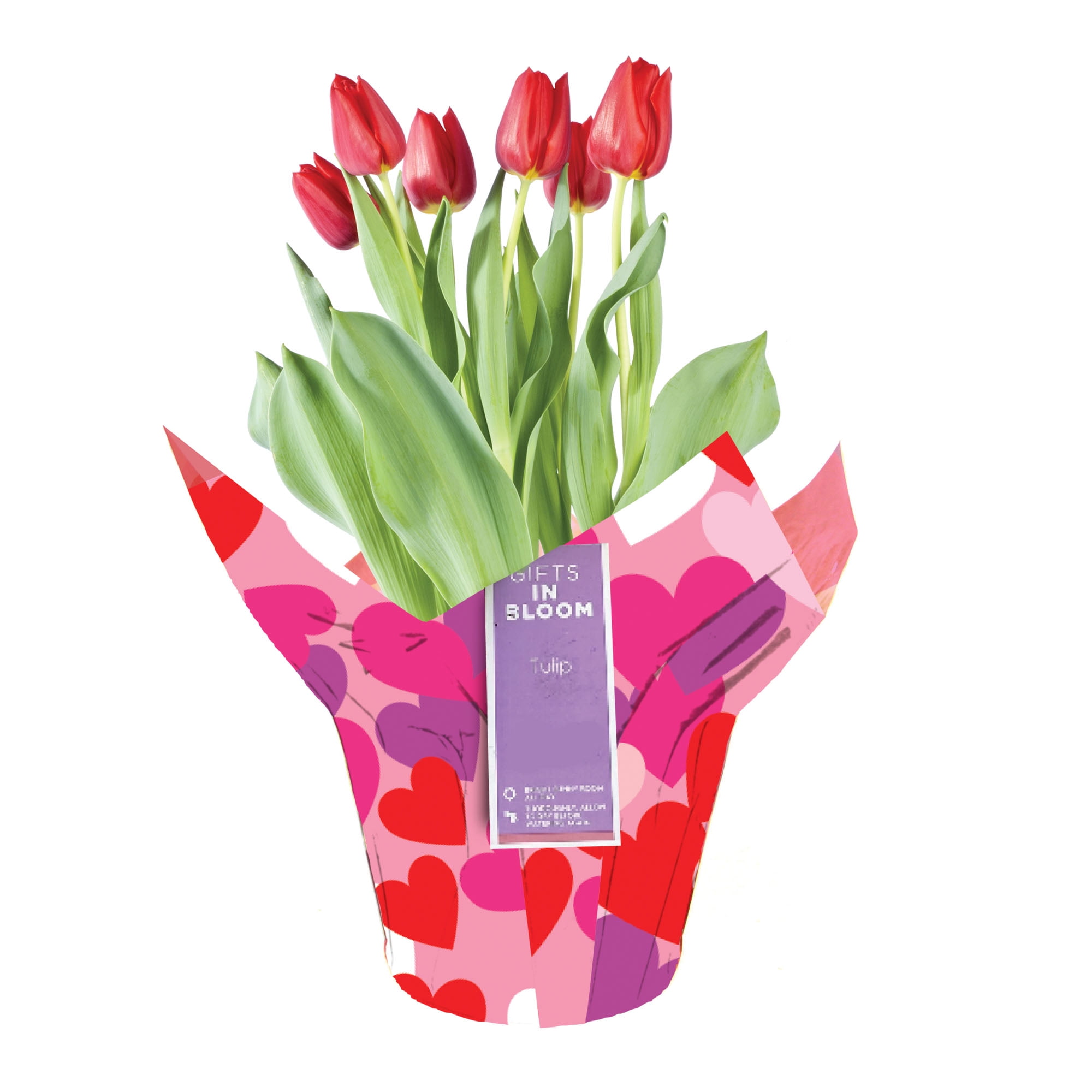 Gifts in Bloom 6-inch Red Tulip Live Plant Indirect Sunlight with ...