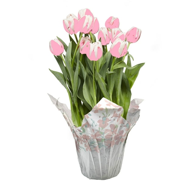 Gifts in Bloom 6IN Multicolor Tulip, Live Plant, Indirect Sunlight with ...