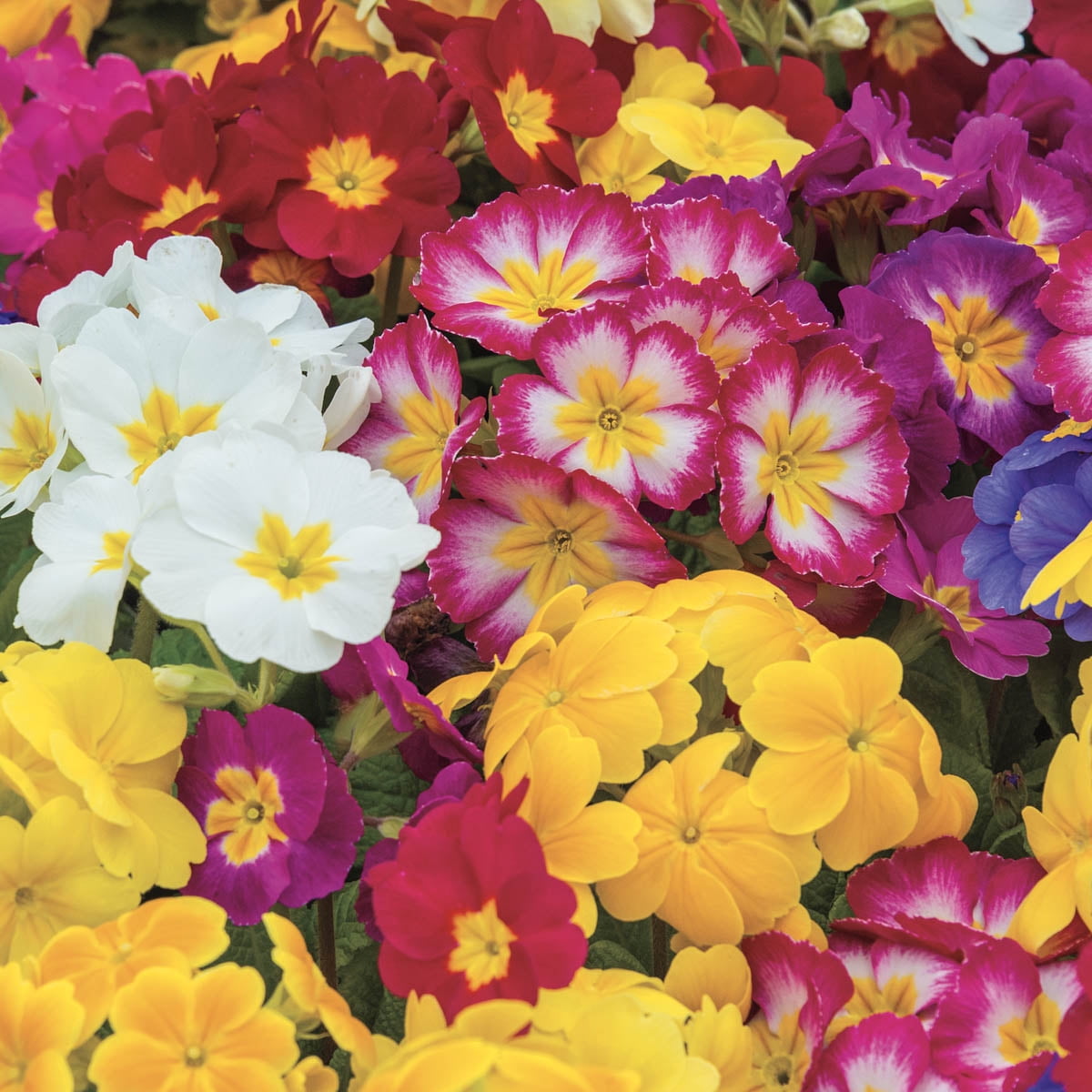 Gigantea Multi-Color Flowering Primrose Mixture Dormant Bare Root ...