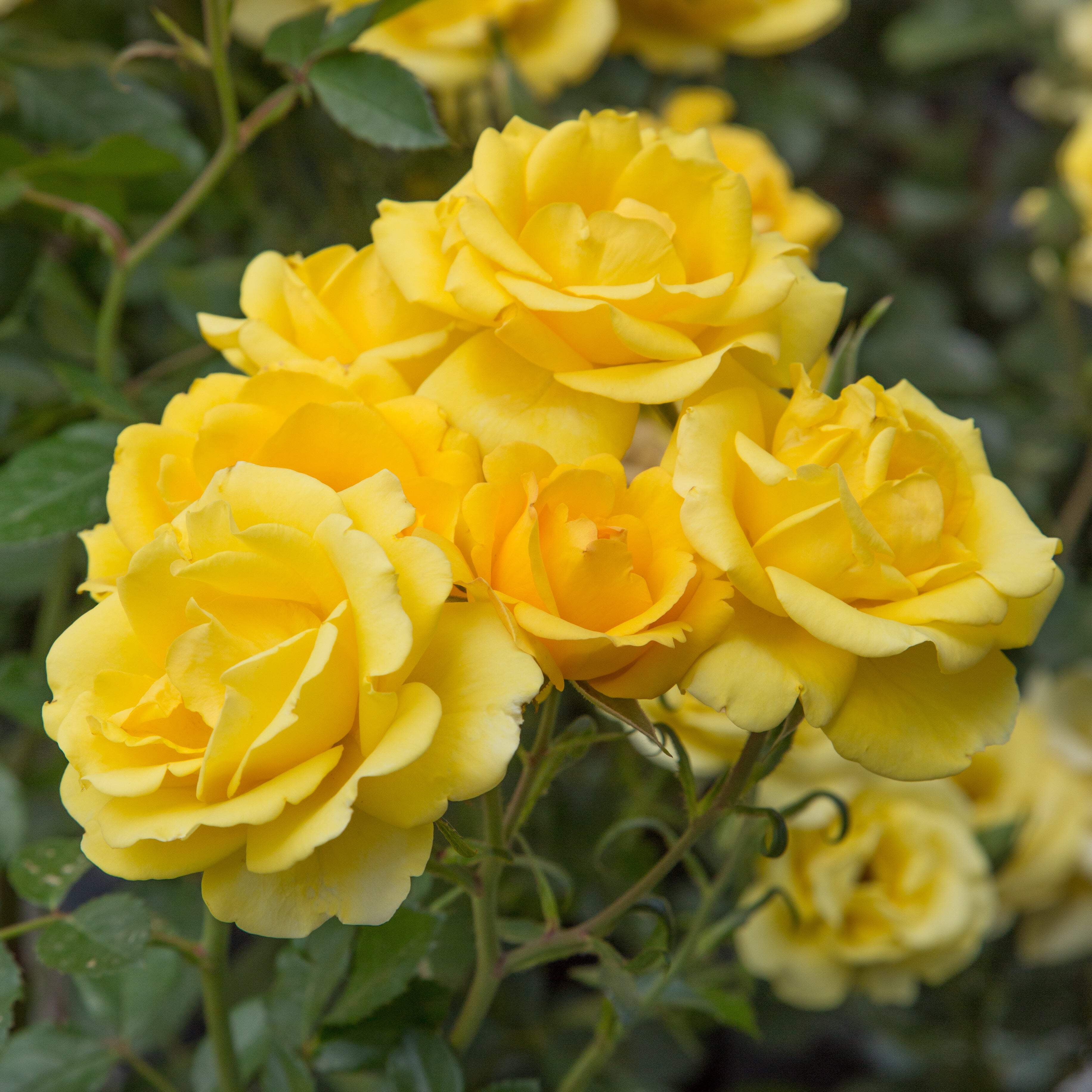 Gilded Sun™ Floridbunda Rose - Walmart.com
