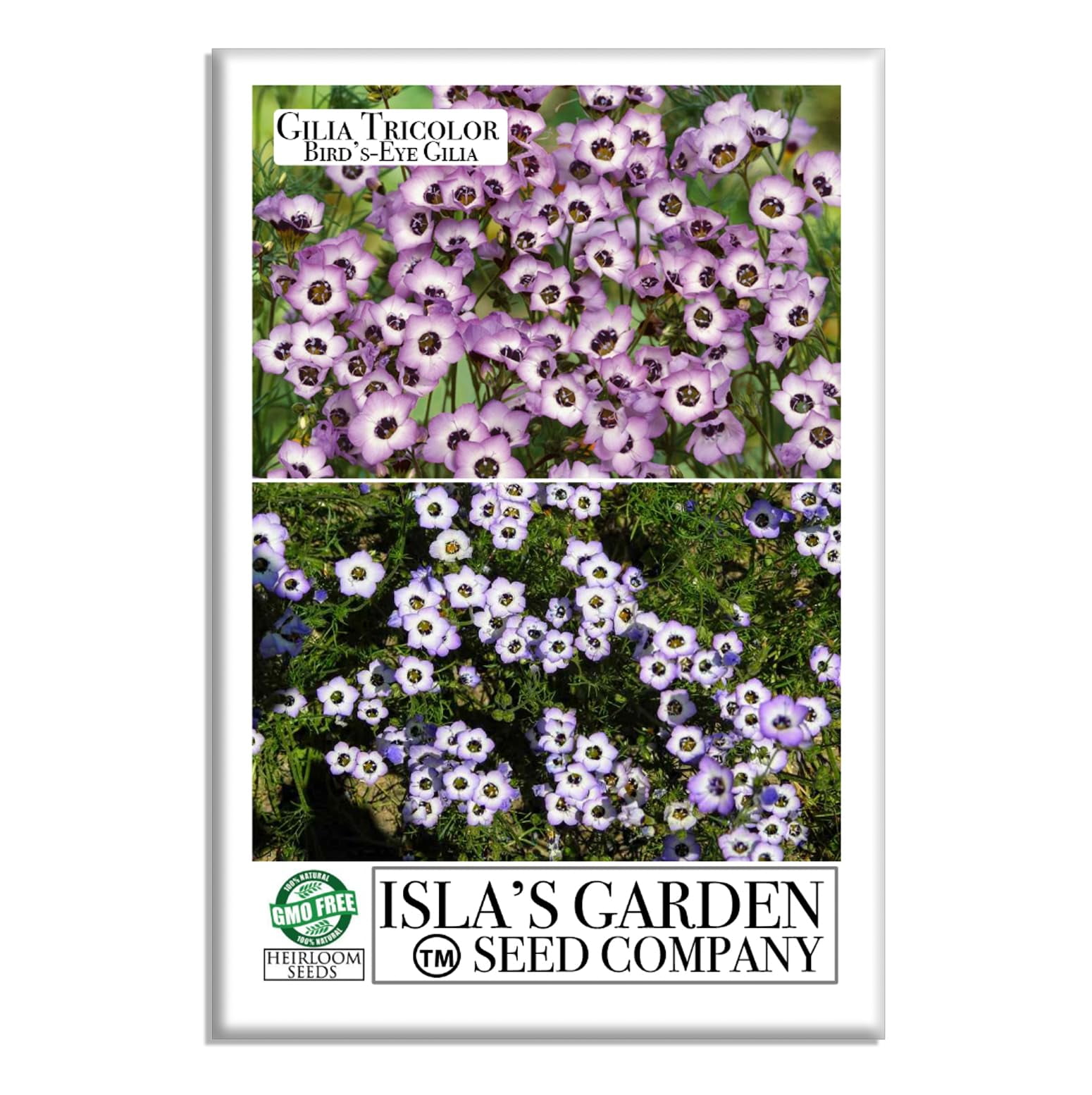 Gilia Birds-Eye Flower Seeds for Planting, 2500+ MHD1Flower Seeds Per ...