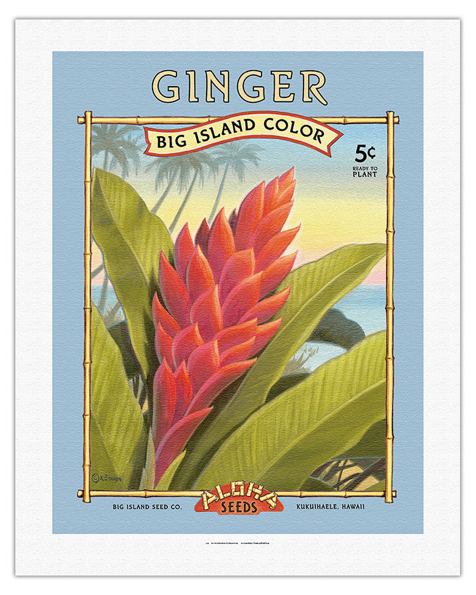 Ginger - Aloha Seeds - Big Island Seed Company - Big Island Color ...