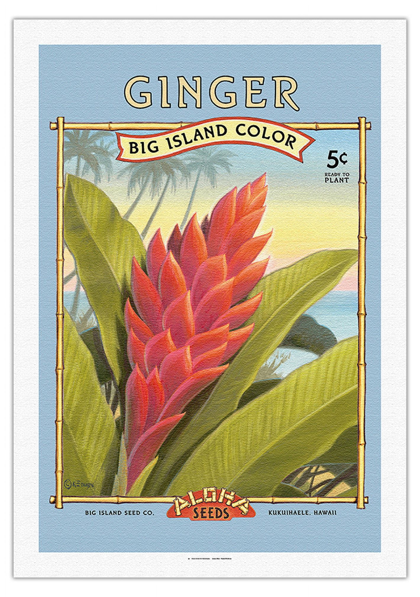 Ginger - Aloha Seeds - Big Island Seed Company - Big Island Color ...