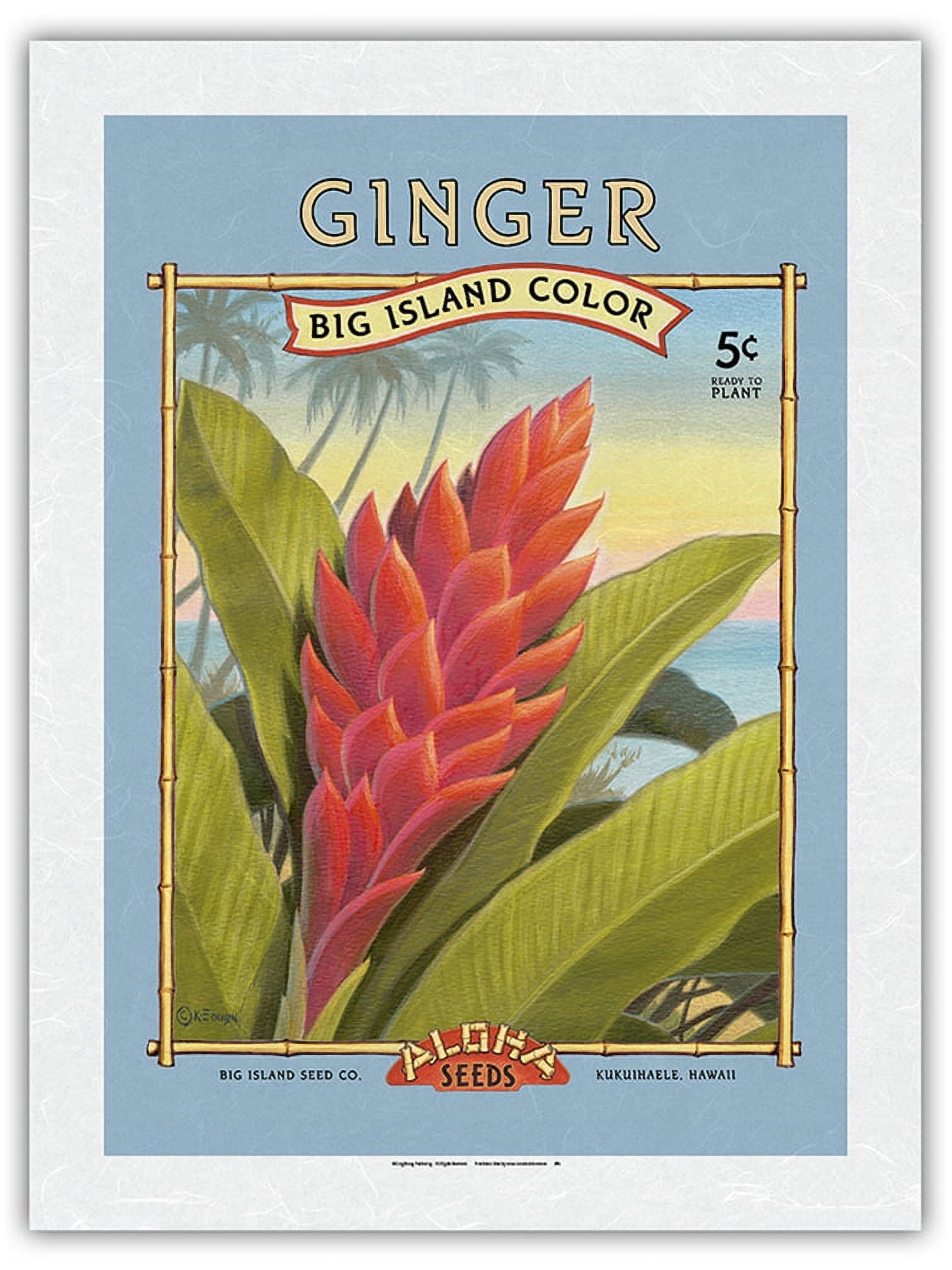 Ginger - Aloha Seeds - Big Island Seed Company - Big Island Color ...